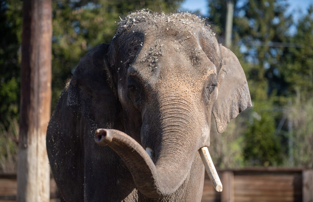 Zoo mourns death of 13-year-old Asian elephant - QFM96