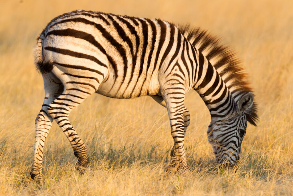 Zebra bites, injures owner's arm before it's fatally shot - QFM96
